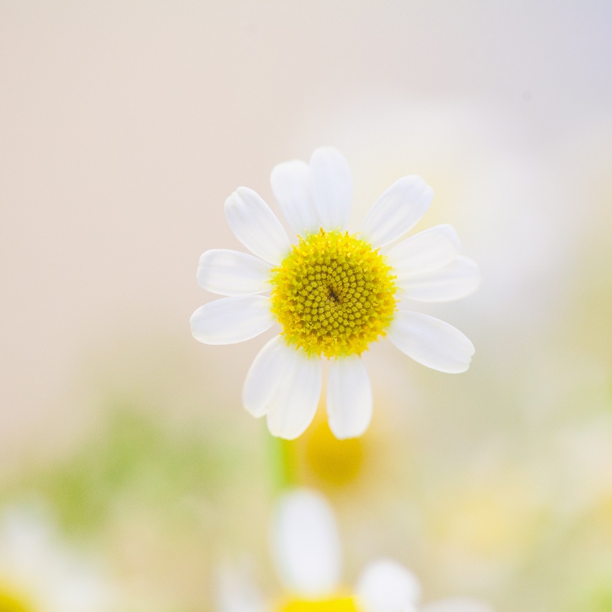 Bootstrap 4 Carousel - Image Slideshow and Gallery